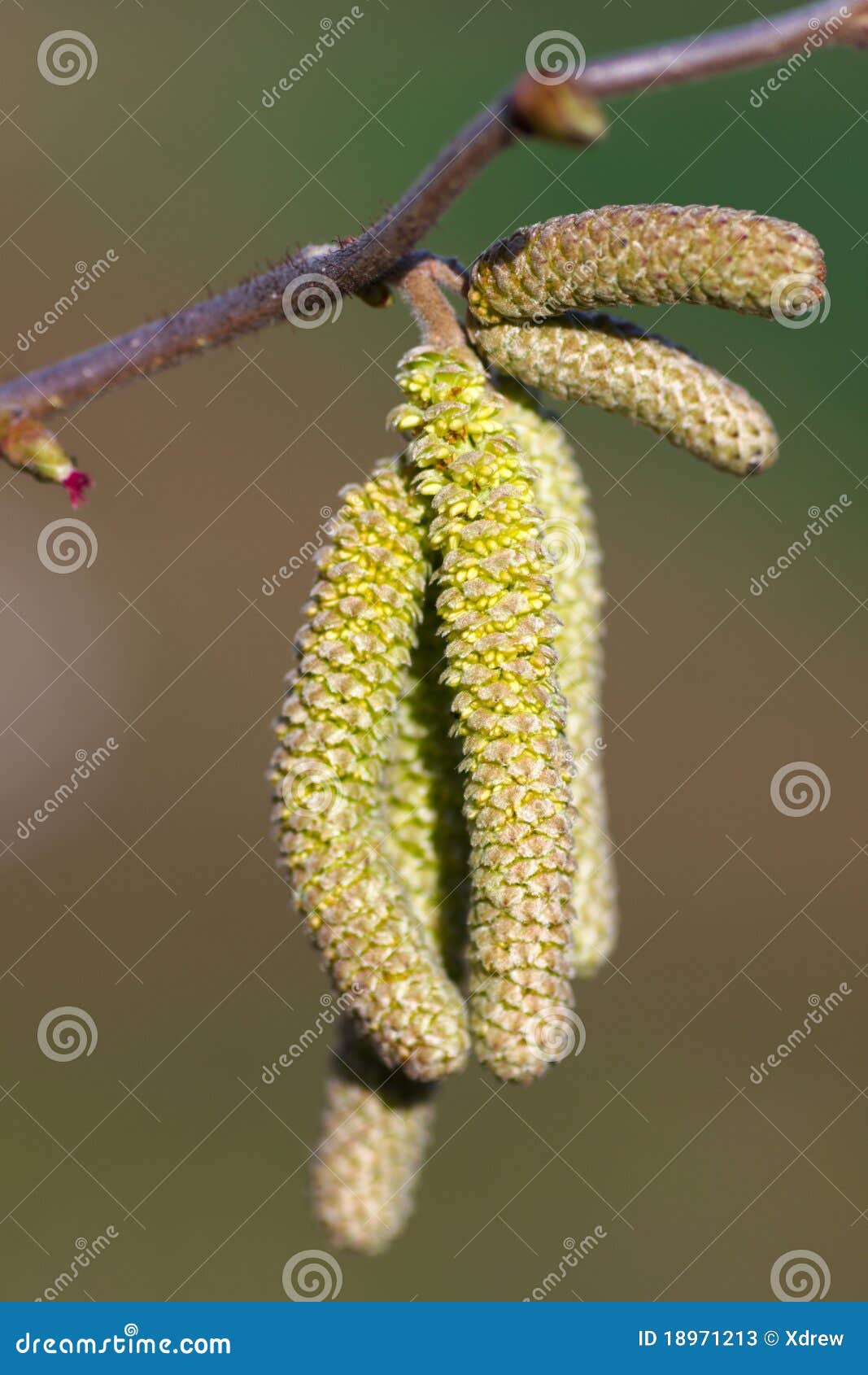 Birch Tree Blossom in Spring Stock Image - Image of branches, close ...