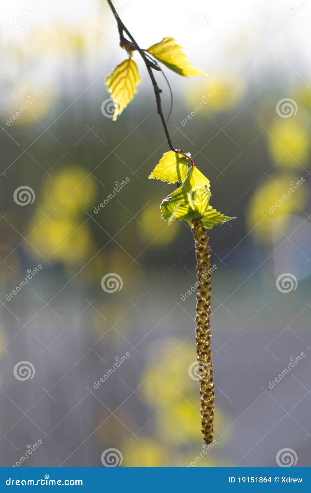 Birch Tree Blossom in Spring Stock Photo - Image of nature, macro: 19151864
