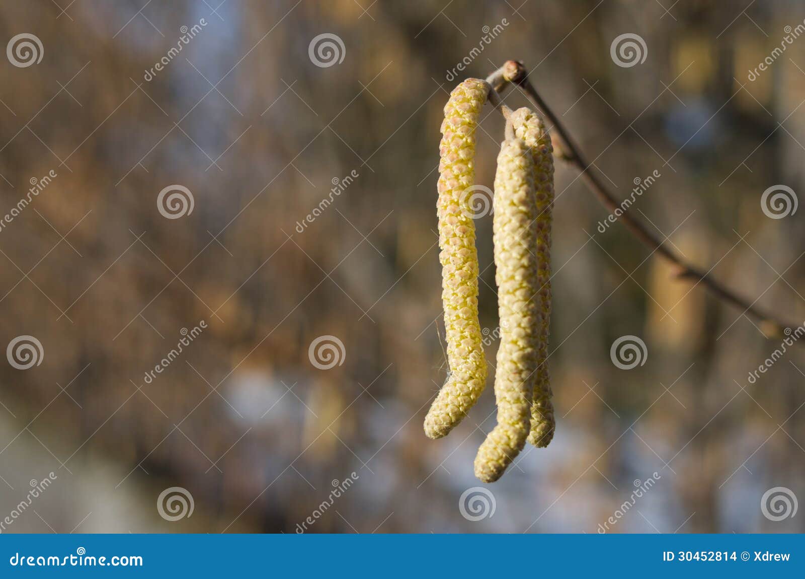 Birch Tree Blossom in Spring Stock Photo - Image of nature, tree: 30452814