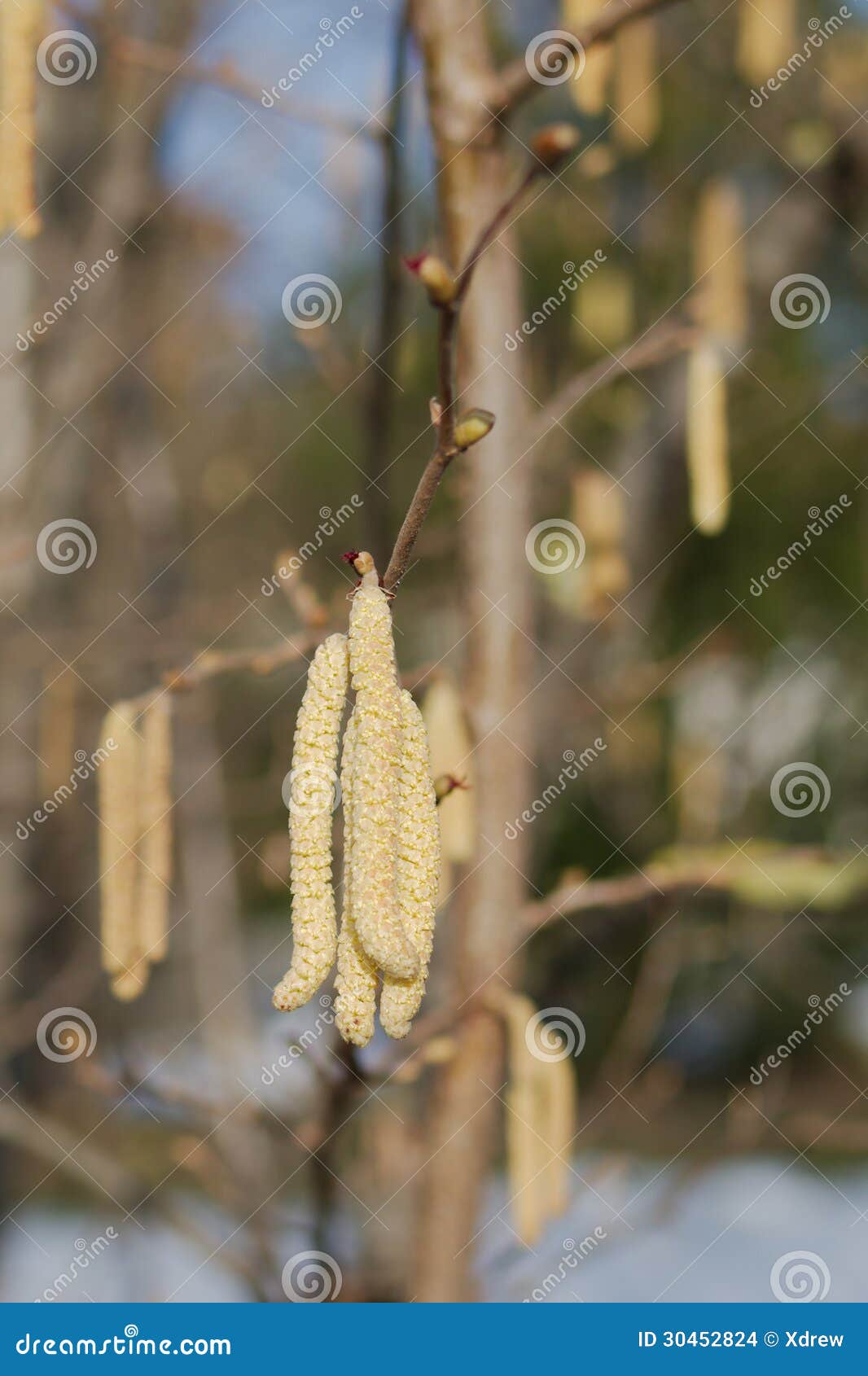 Birch Tree Blossom in Spring Stock Photo - Image of tree, blossom: 30452824