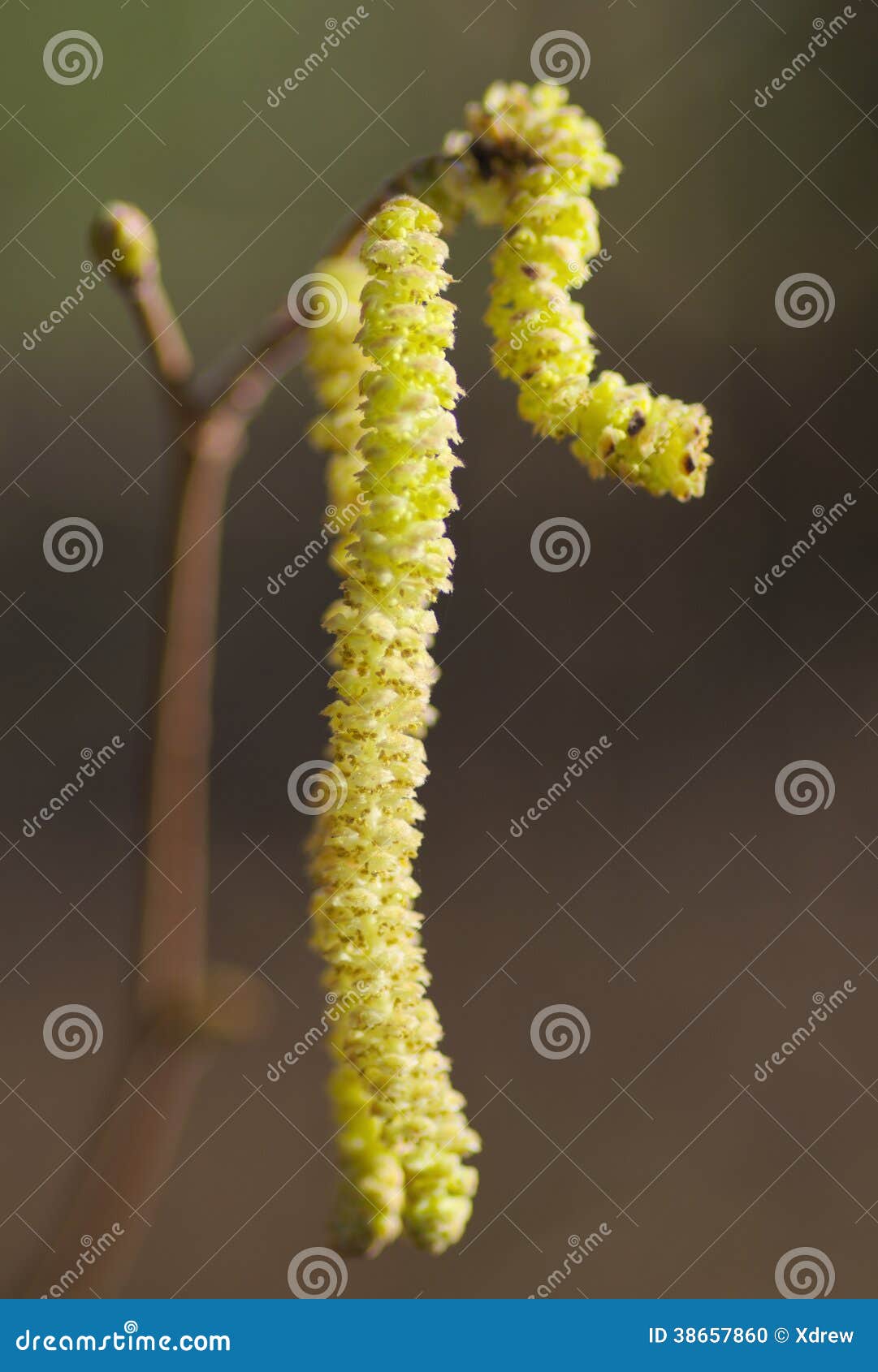Birch Tree Blossom Spring Stock Photos - Download 2,235 Royalty Free Photos