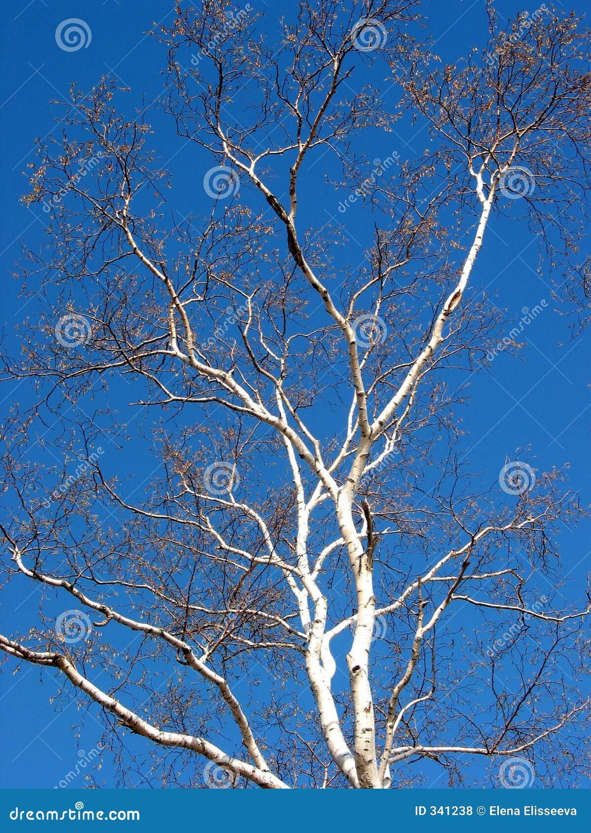 Birch tree and blue sky stock photo. Image of flora, deep - 341238