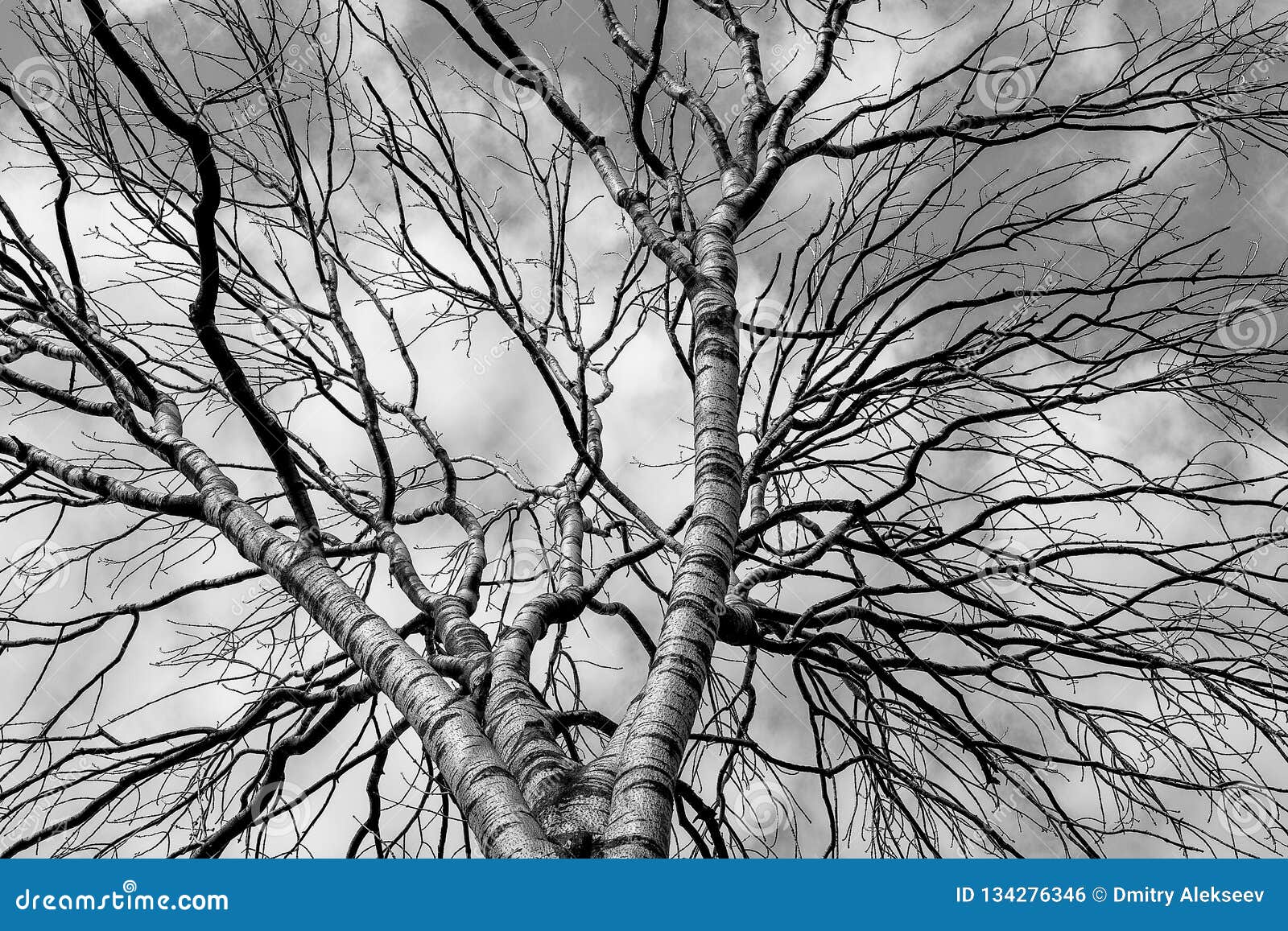 Birch tree boughs stock photo. Image of karelia, woods - 134276346