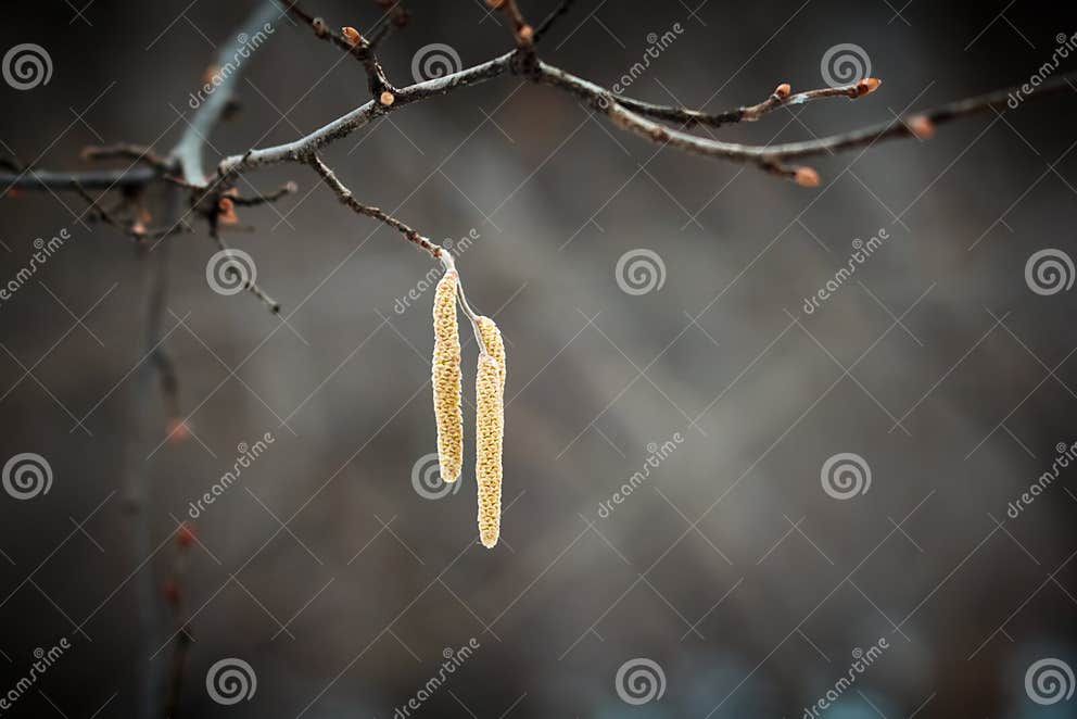 Birch Tree Branch Ending with Birch Seeds. Stock Photo - Image of ...
