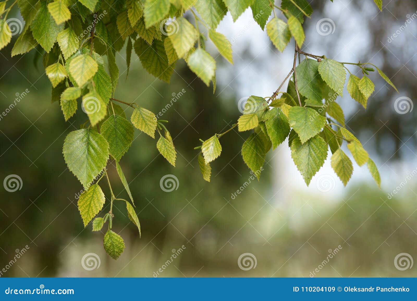 Birch Tree Branch with Fresh Leaves in Spring Time Stock Image - Image ...
