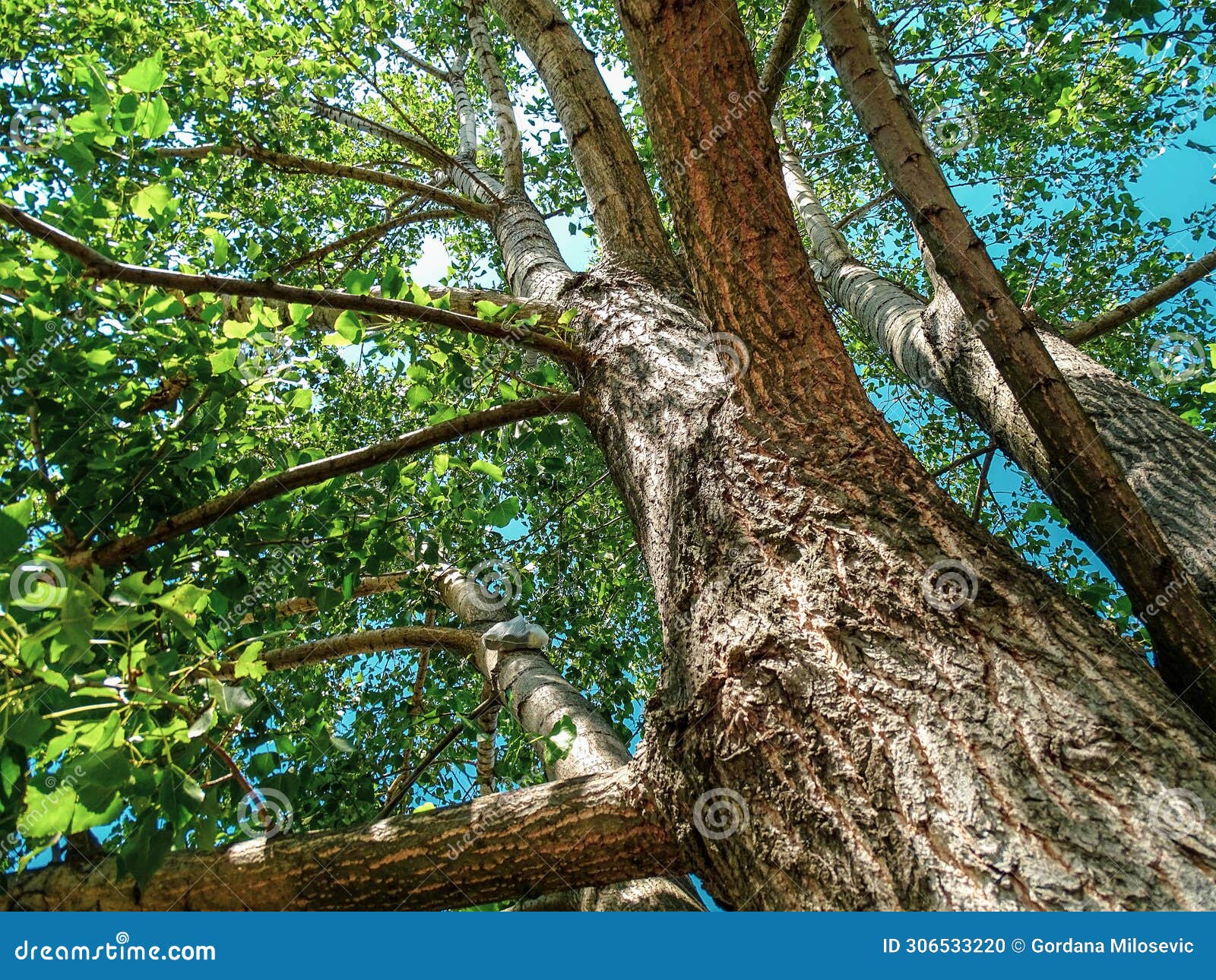 Birch Tree. Branched and High Birch Canopy Stock Photo - Image of airy ...