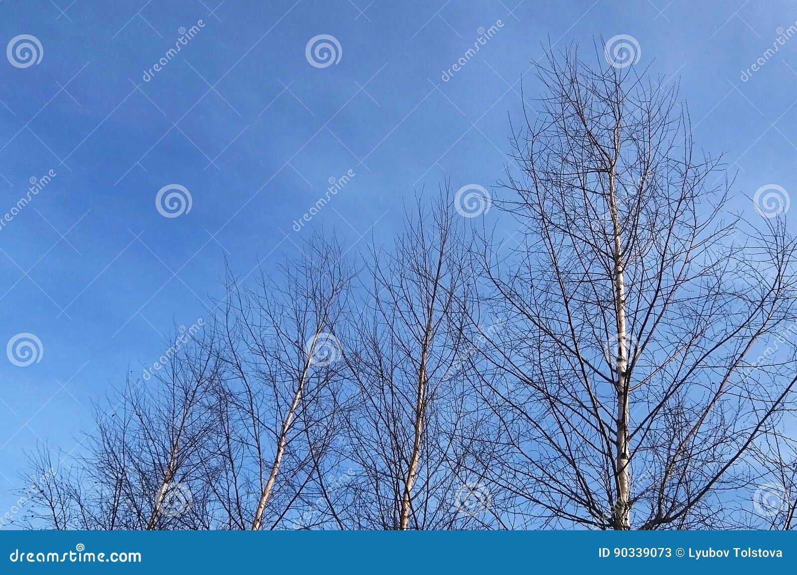 Birch Tree Branches Above Blue Sky Stock Image - Image of natural ...