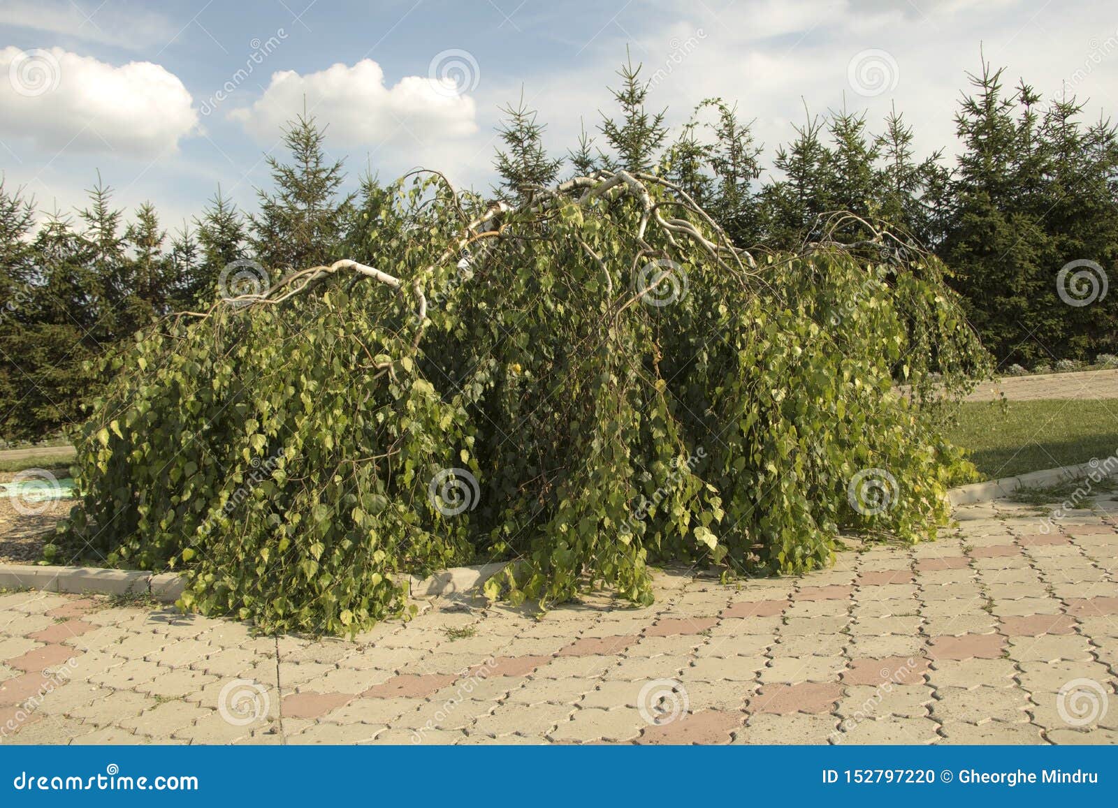 Birch Tree with Branches Bent To the Ground Stock Photo - Image of ...