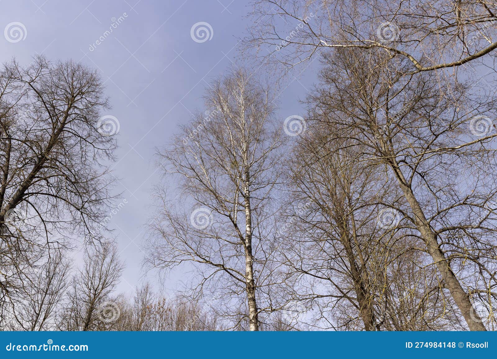 Birch Tree Branches in the Park in Spring Sunny Weather Stock Photo ...
