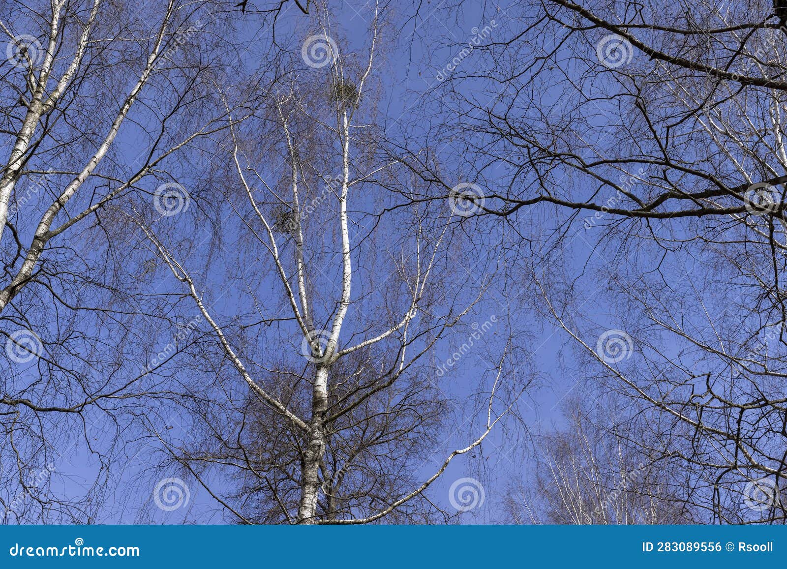 Birch Tree Branches in the Park in Spring Sunny Weather Stock Photo ...