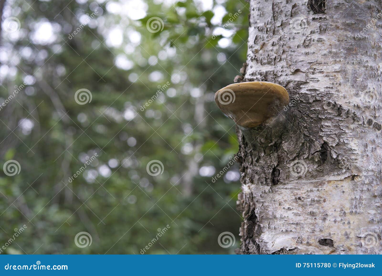 Birch Tree with Brown Fungus Stock Photo - Image of food, flora: 75115780