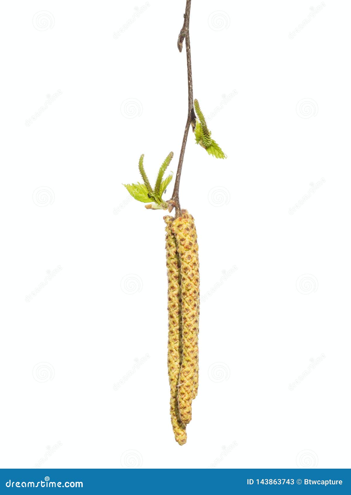 Birch tree with buds stock image. Image of outdoors - 143863743