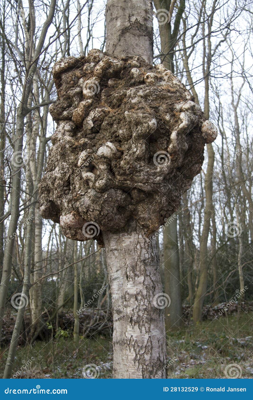 A birch tree with cancer stock image. Image of nature - 28132529