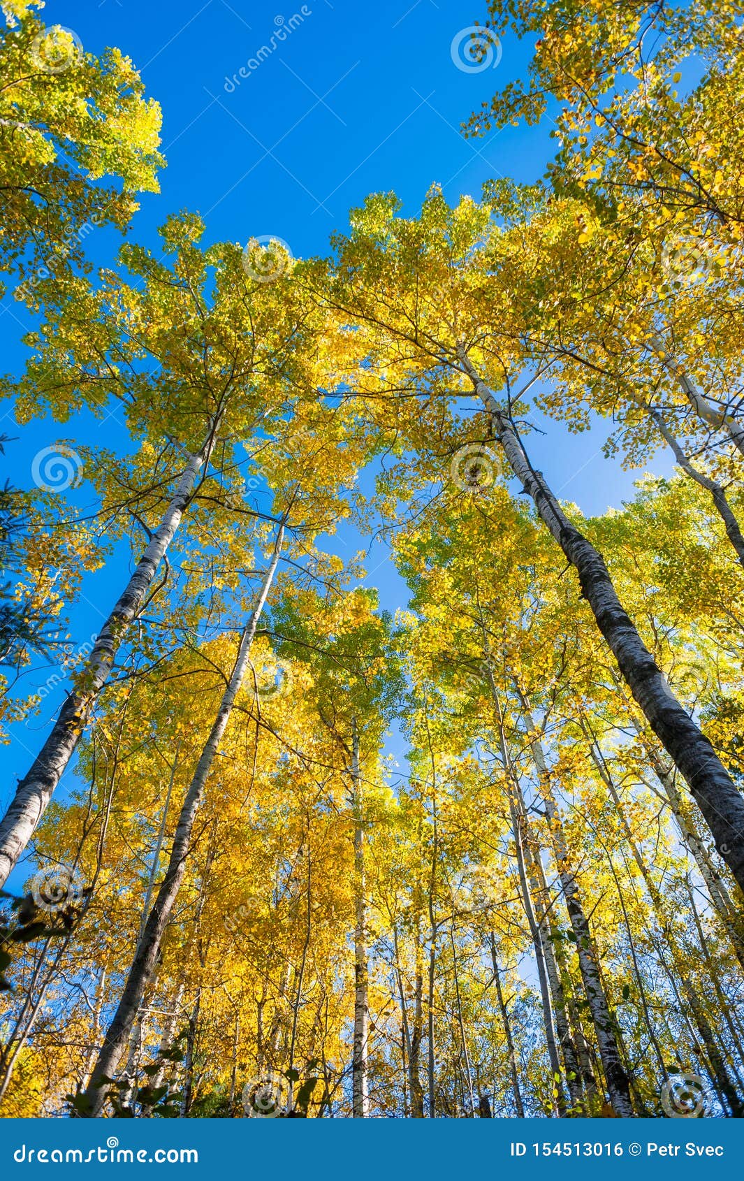 Birch Tree Forest in Fall stock photo. Image of fall - 154513016