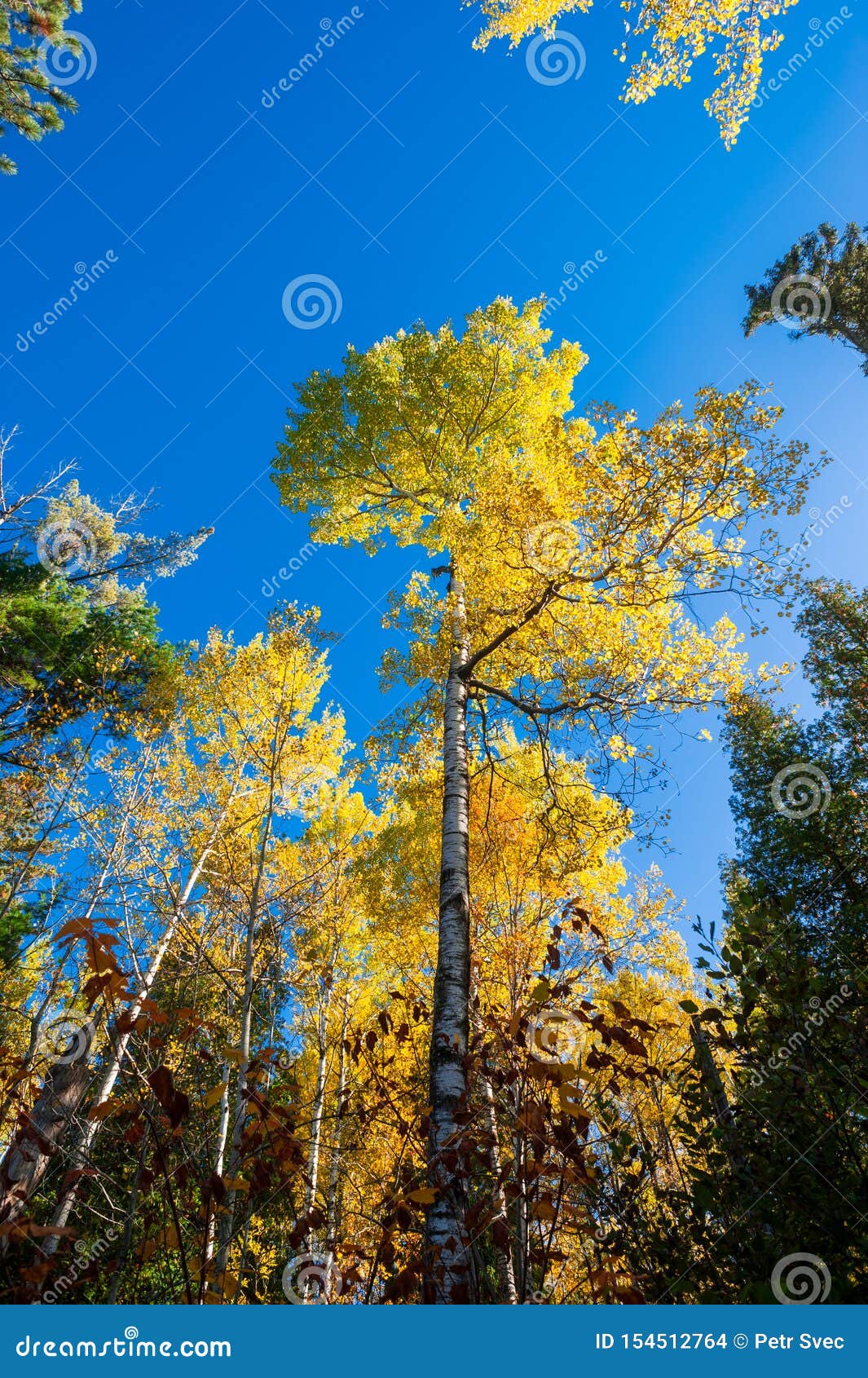 Birch Tree Forest in Fall stock photo. Image of hike - 154512764