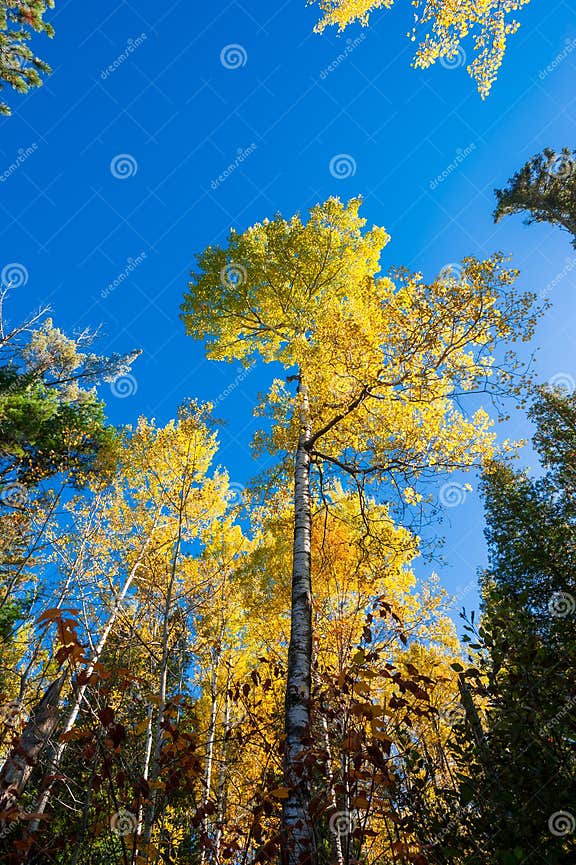 Birch Tree Forest in Fall stock photo. Image of hike - 154512764