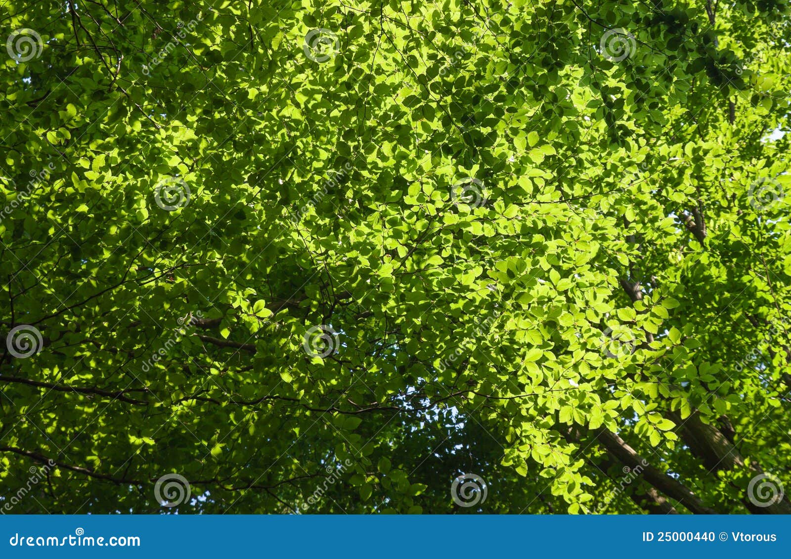 Birch Tree Canopy stock photo. Image of deciduous, back - 25000440