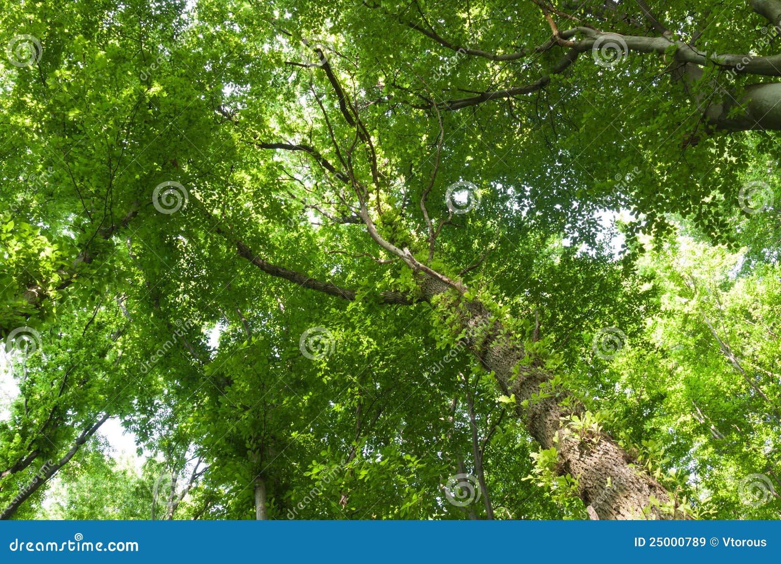 Birch Tree Canopy stock image. Image of intensity, foliage - 25000789