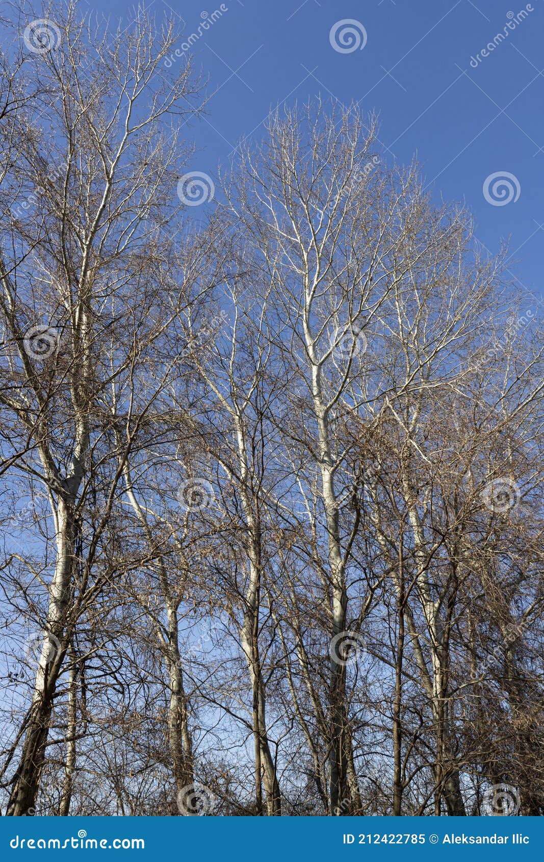 Birch Canopy Against the Bright Blue Sky Stock Image - Image of ...