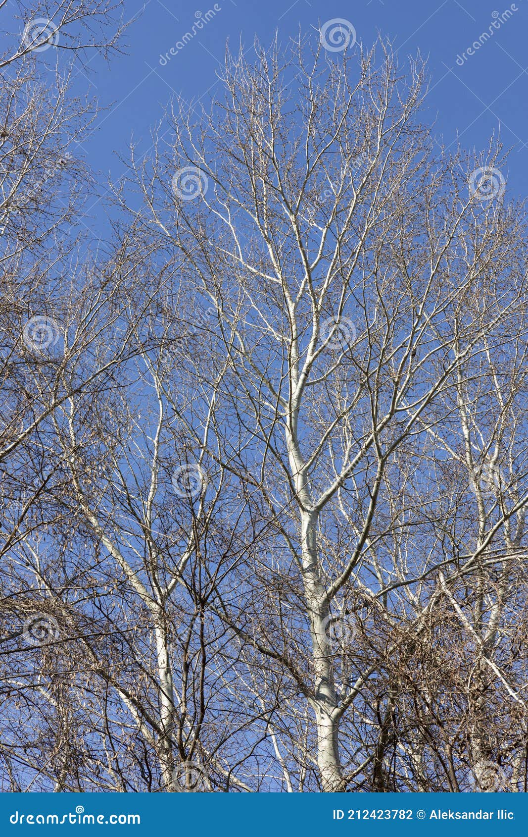 Birch Canopy Against the Bright Blue Sky Stock Photo - Image of spring ...