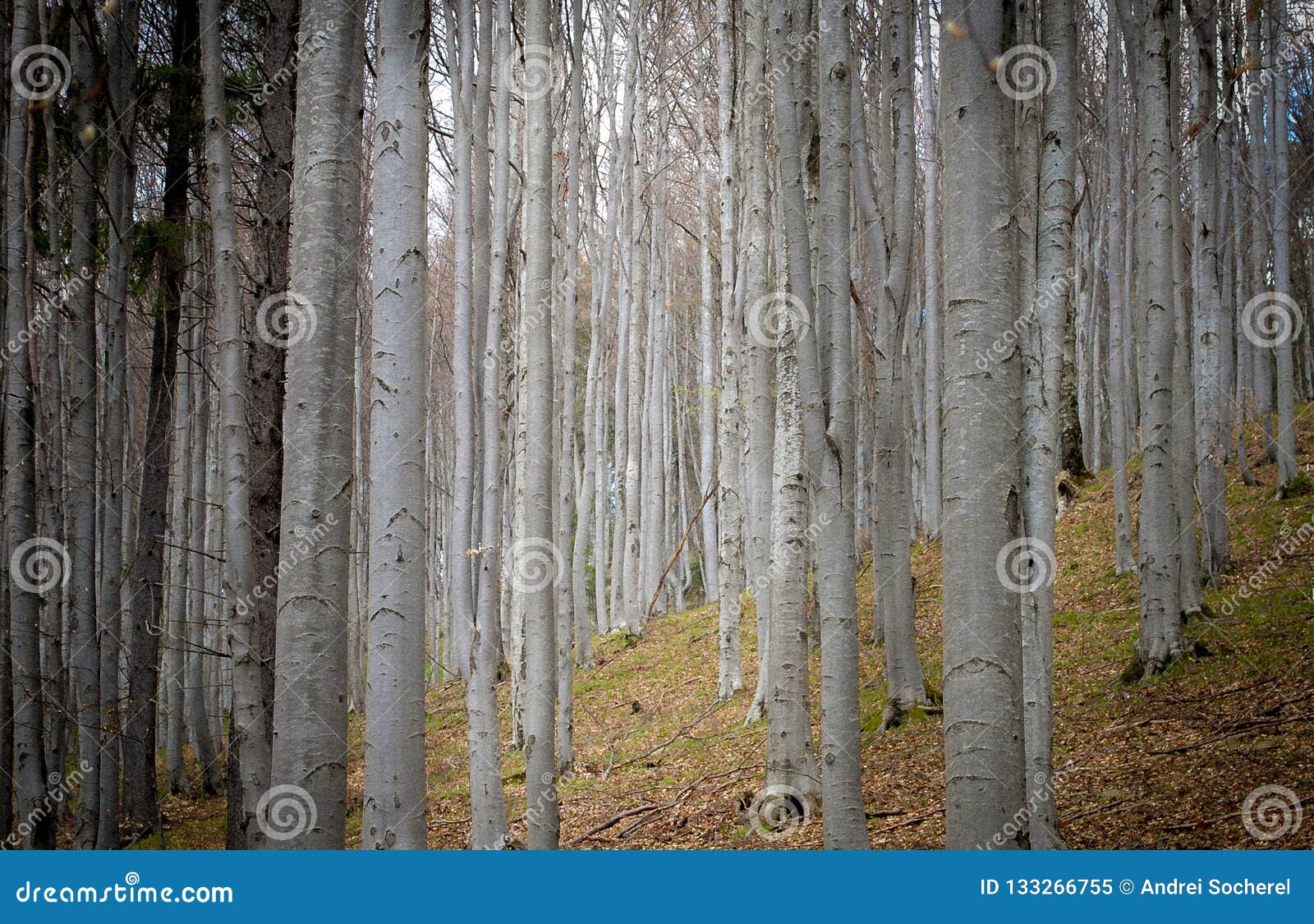 Birch Tree Carpathian Forrest Stock Image - Image of forest, tall ...