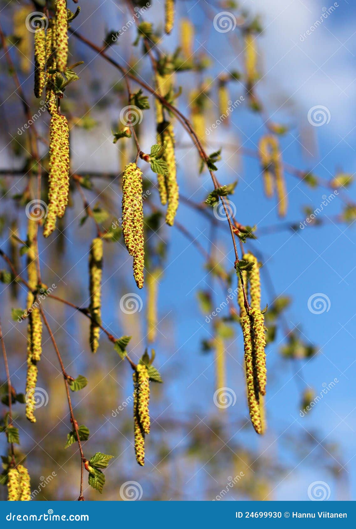 Birch tree catkins stock photo. Image of seasonal, tree - 24699930