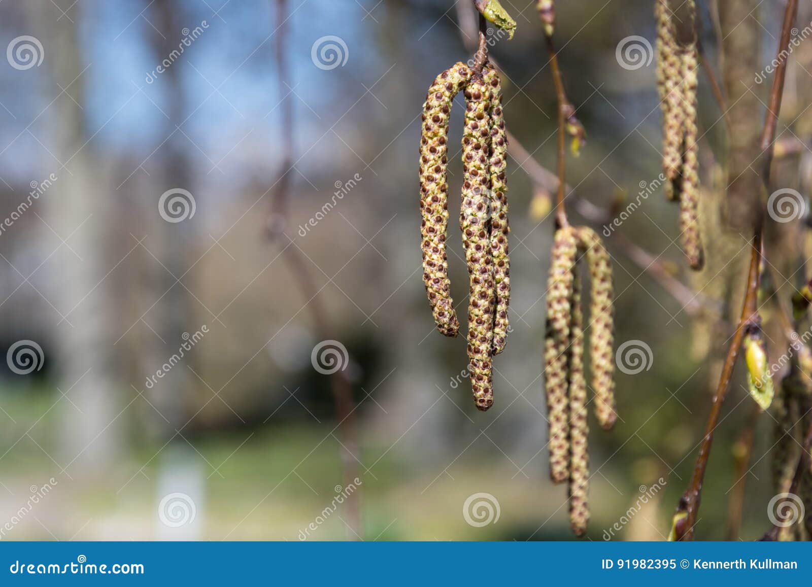 Birch tree catkins closeup stock image. Image of season - 91982395