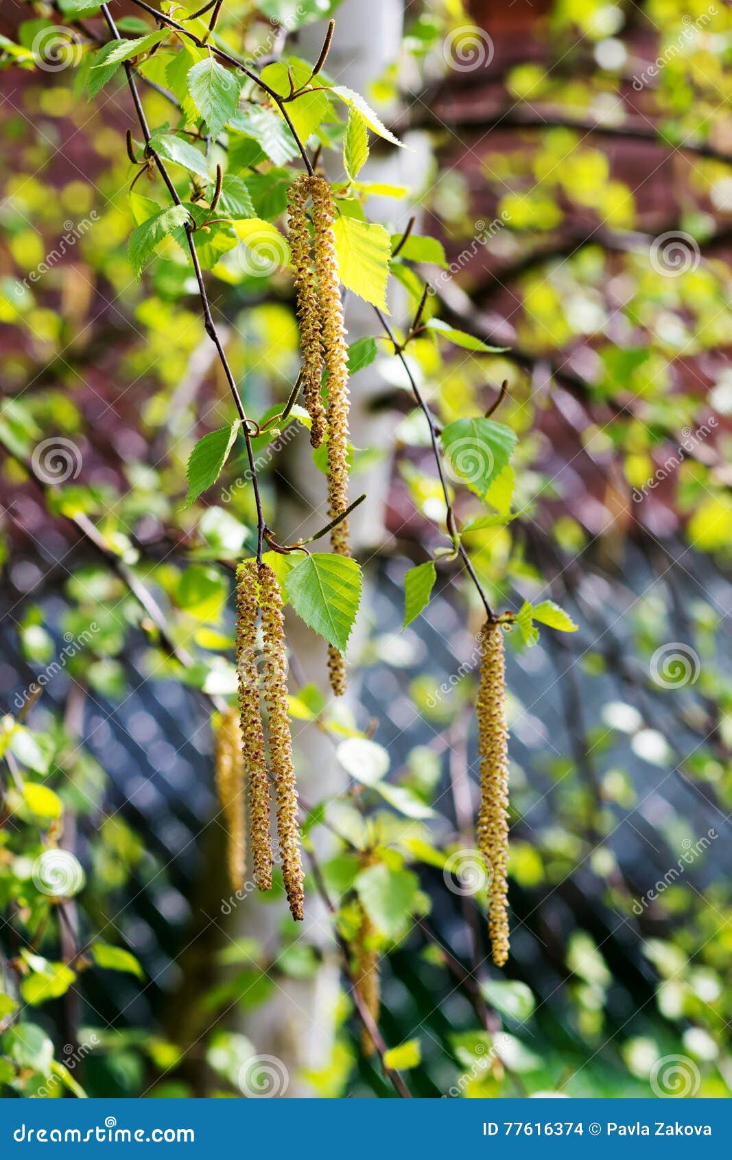 Birch tree catkins stock photo. Image of early, leaves - 77616374