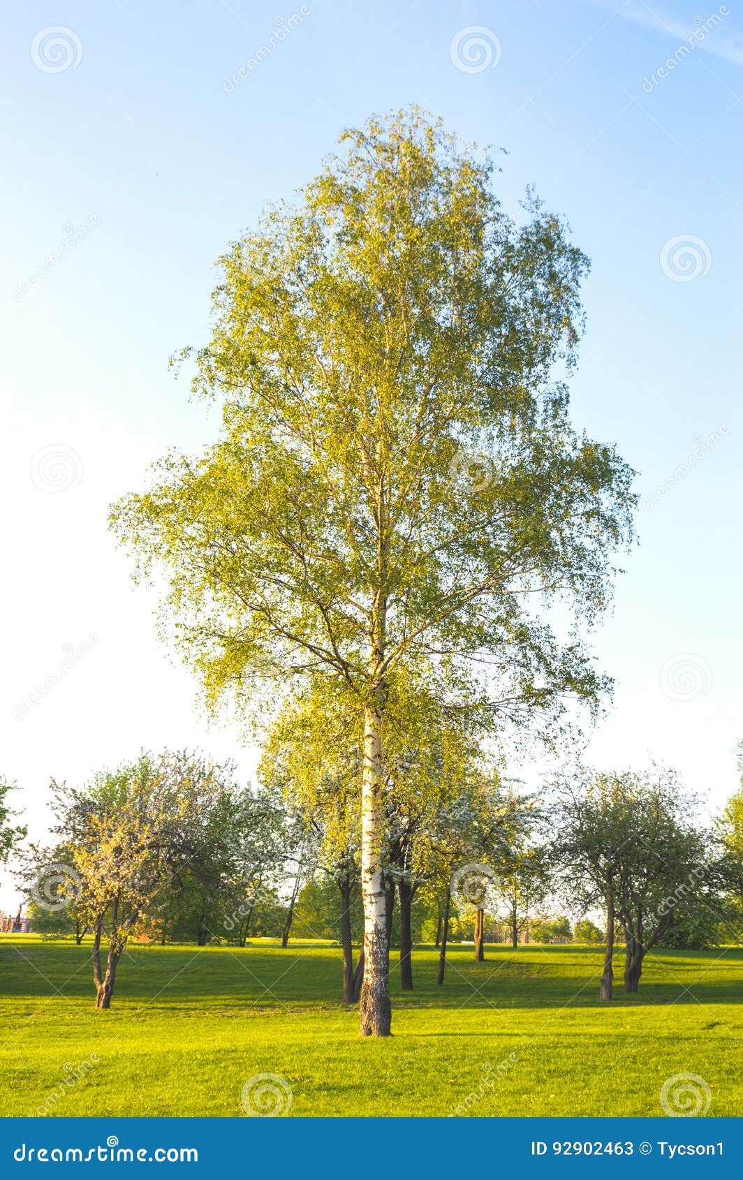 Birch tree stock image. Image of beautiful, leaves, panoramic - 92902463