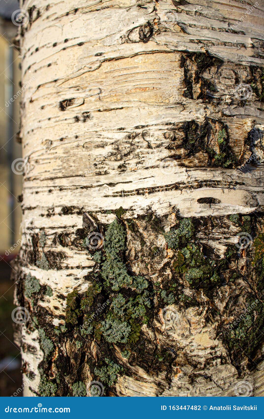 The Birch Tree. Close Up View of Birch Bark for Background Texture ...