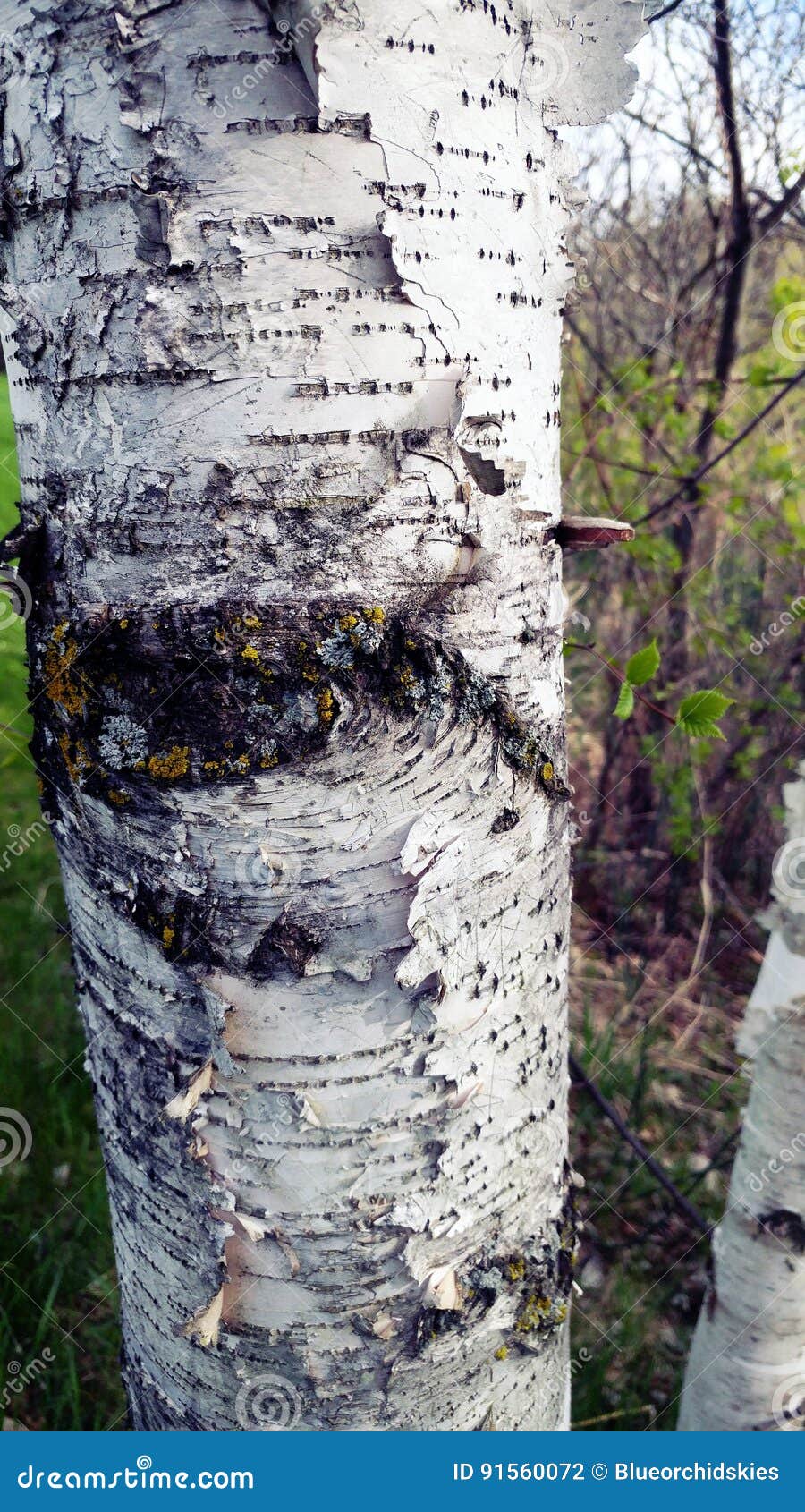 Birch Tree Close Up in Woods Stock Photo - Image of white, tree: 91560072