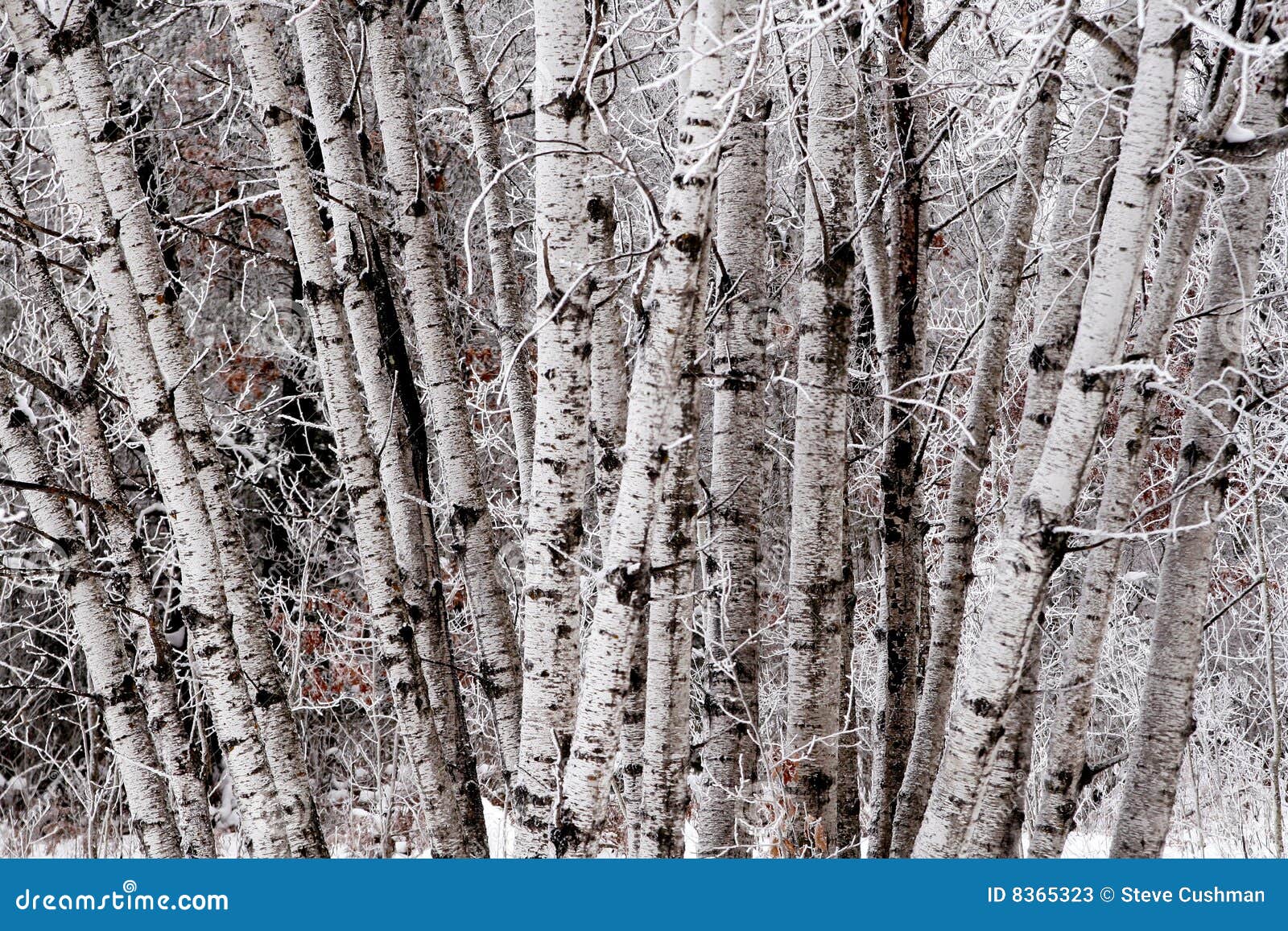 Birch tree cluster stock image. Image of minnesota, birch - 8365323
