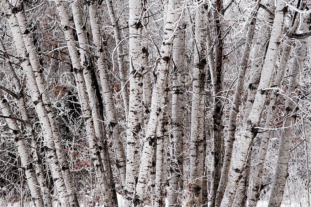 Birch tree cluster stock image. Image of minnesota, birch - 8365323