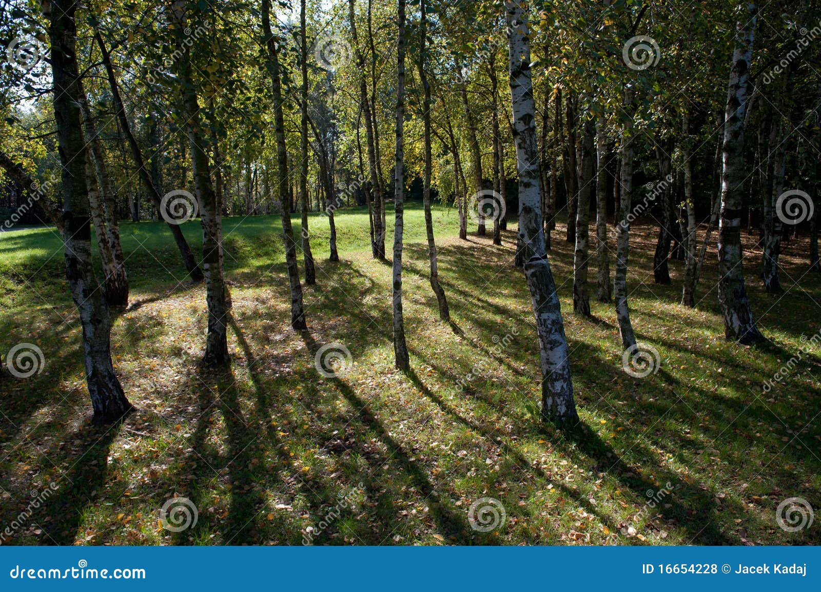 Birch tree coppice stock photo. Image of cultivated, grass - 16654228