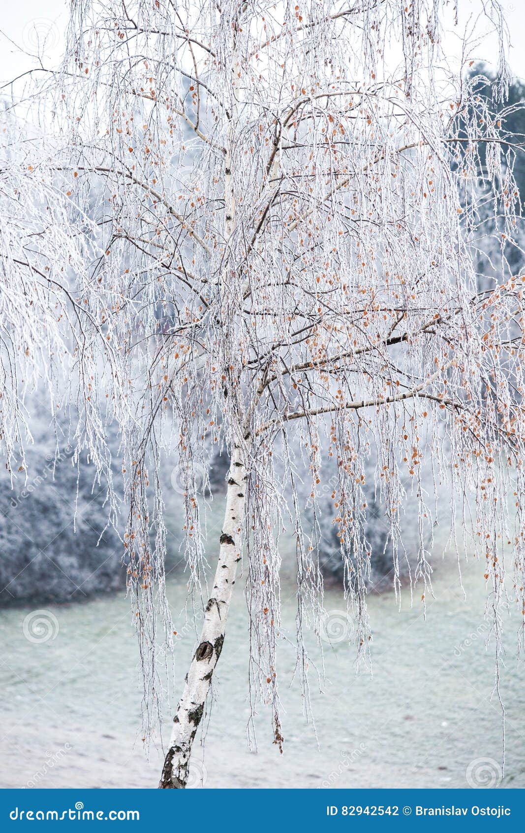 Birch Tree Covered with Frost Stock Photo - Image of landscape, snowy ...
