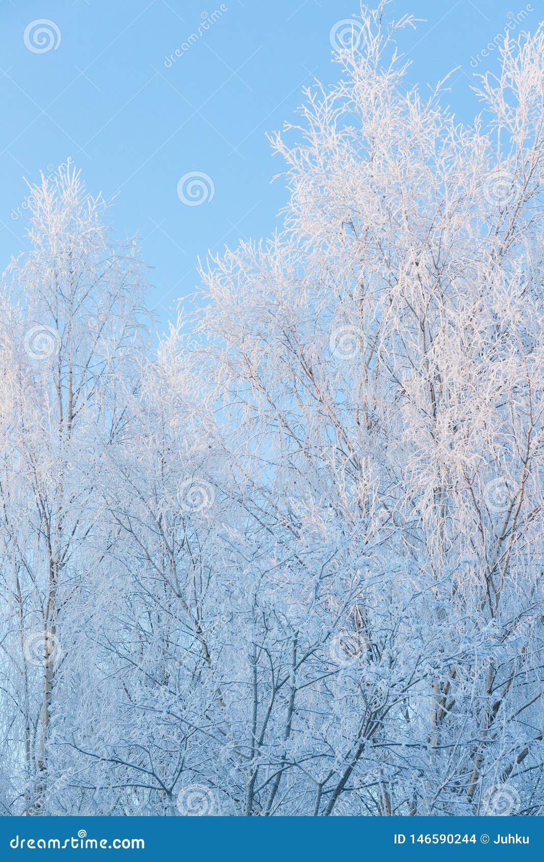 Birch Tree Covered in Frost Stock Photo - Image of finland, nature ...