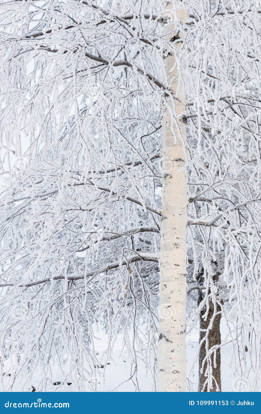 Birch tree covered in snow stock image. Image of snow - 109991153