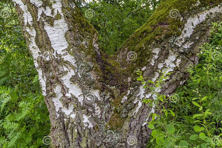 Birch tree crotch stock photo. Image of nature, foliage - 202623196