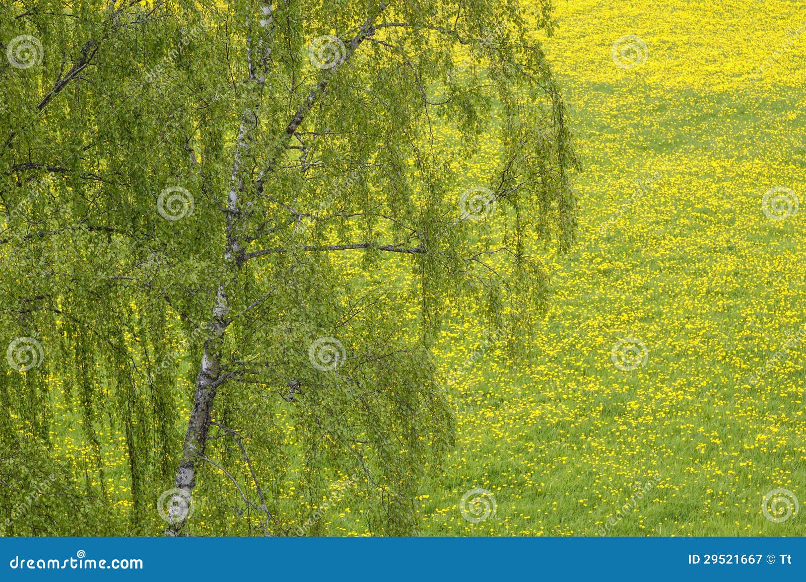 Birch Tree on a Dandelion Field Stock Image - Image of branch, beauty ...