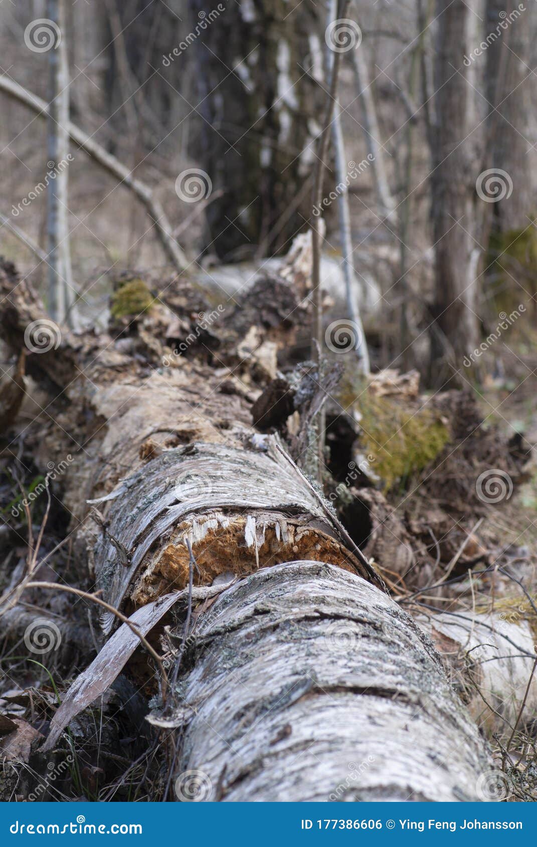 Birch tree decomposing stock photo. Image of untouched - 177386606