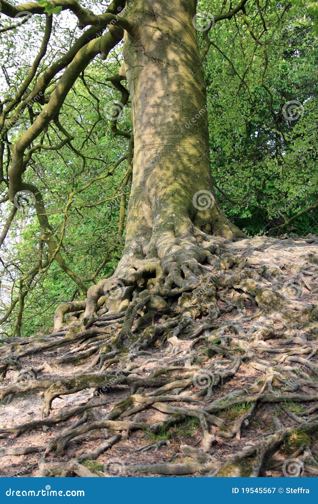 Birch Tree with Dramatic Roots Stock Image - Image of ground, forrest ...