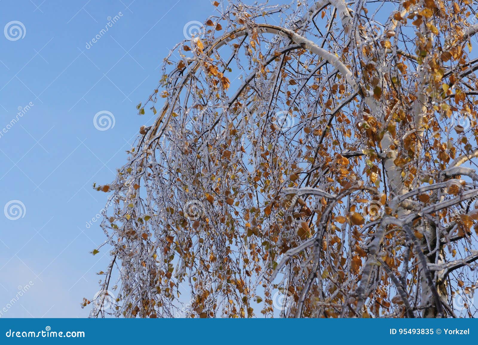 A Birch Tree with Drooping Foliage a Consequence of Freezing Rain Stock ...