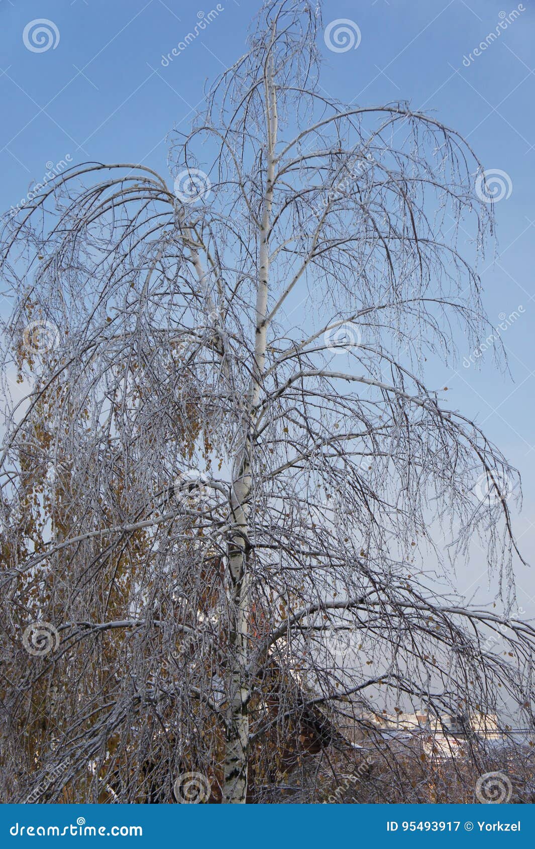 A Birch Tree with Drooping Foliage a Consequence of Freezing Rain Stock ...
