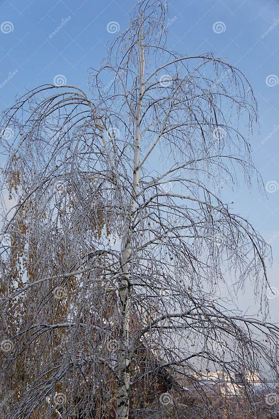 A Birch Tree with Drooping Foliage a Consequence of Freezing Rain Stock ...