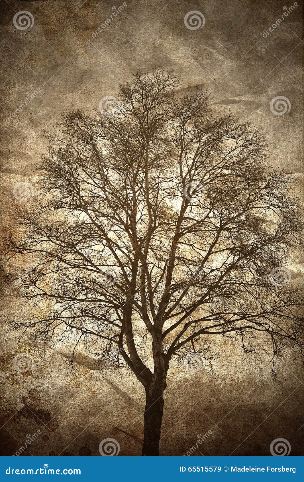 Birch tree in dusk light stock image. Image of dusk, calm - 65515579