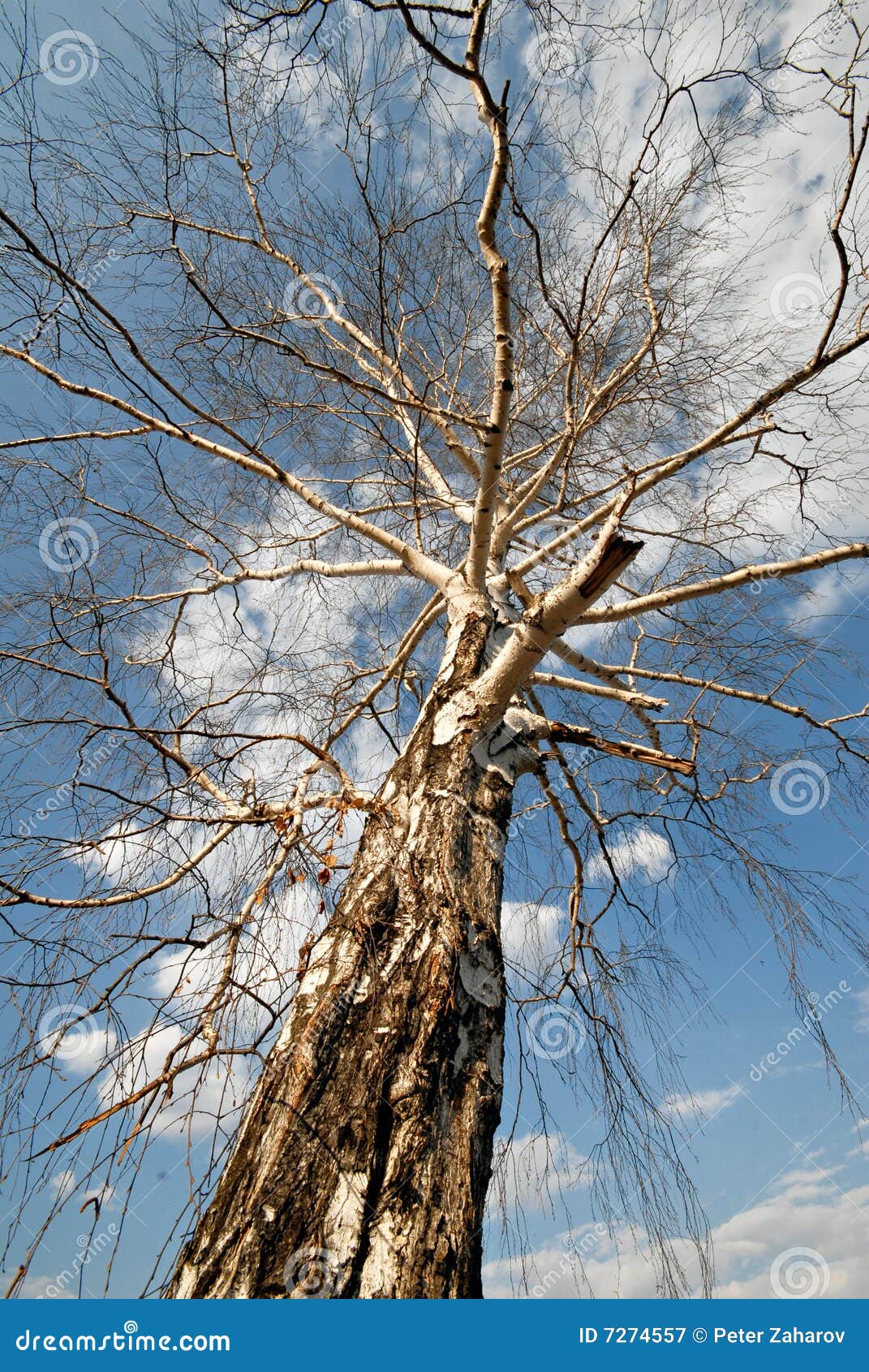 Birch Tree Early in the Spring. Stock Image - Image of spring, season ...
