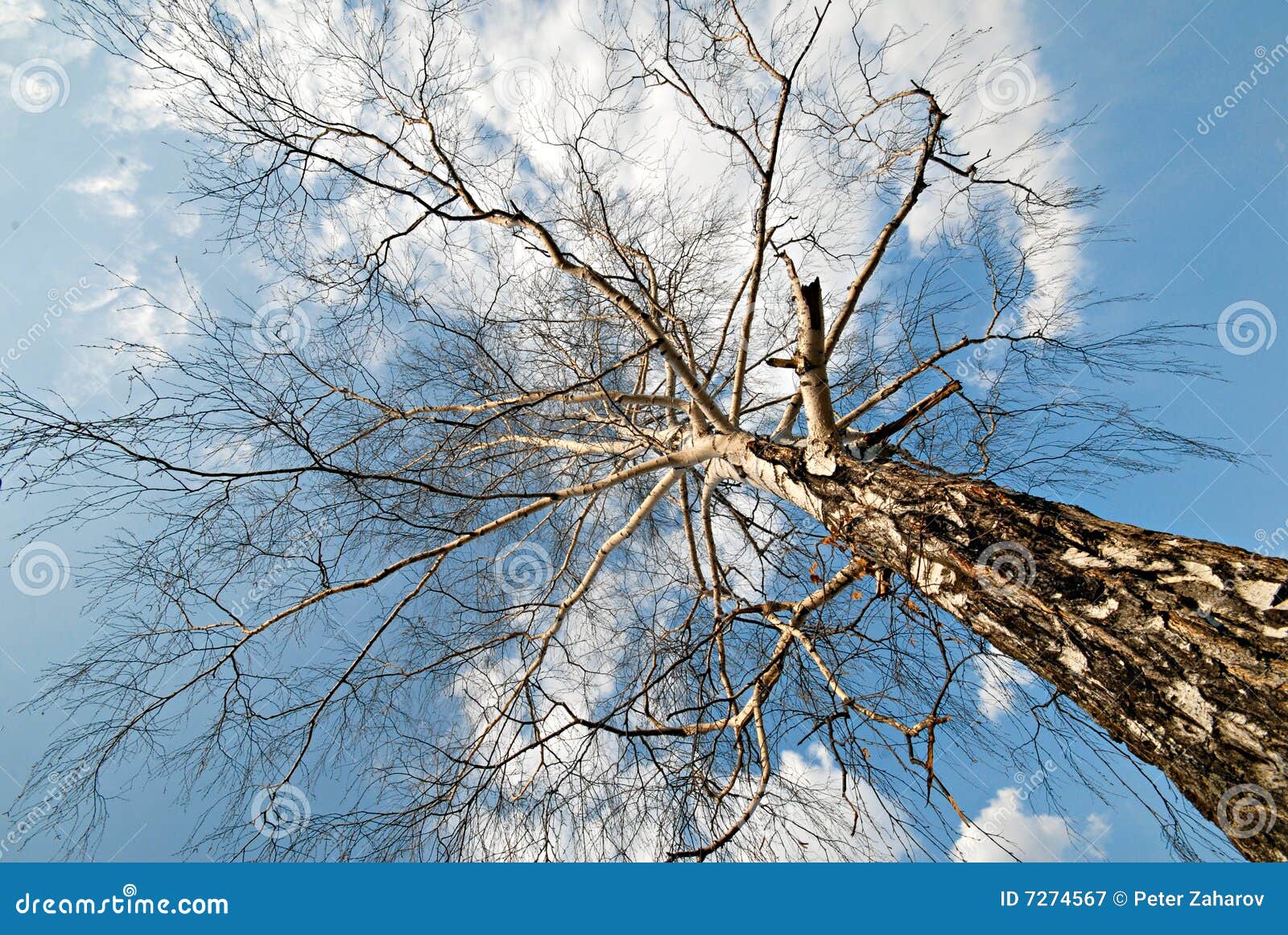 Birch Tree Early in the Spring. Stock Image - Image of season, park ...