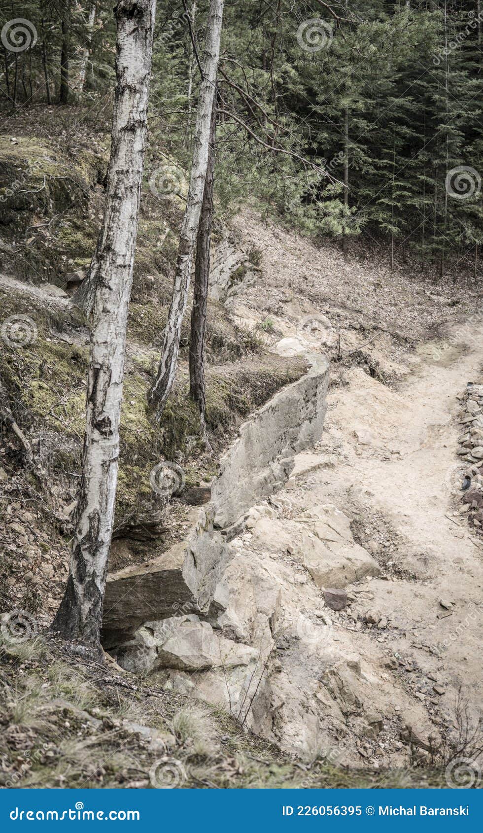 Birch Tree at the Edge of Cliff Stock Image - Image of tree, forest ...