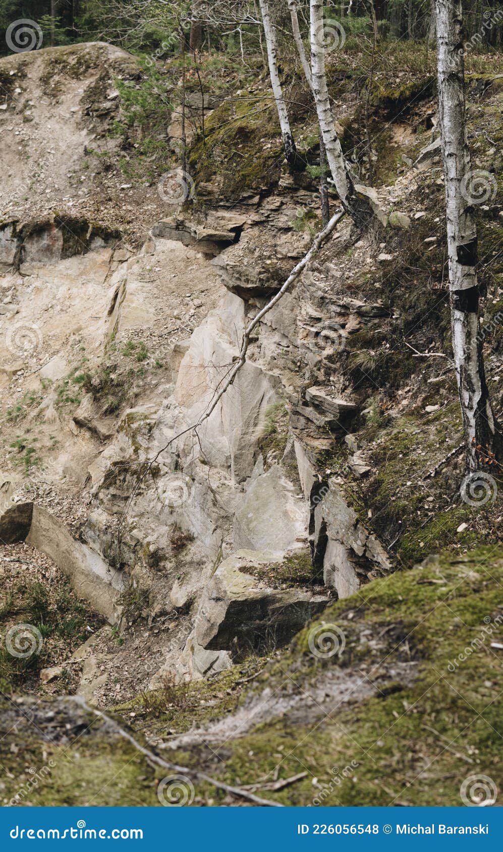 Birch Tree at the Edge of Cliff Stock Photo - Image of forest, birch ...
