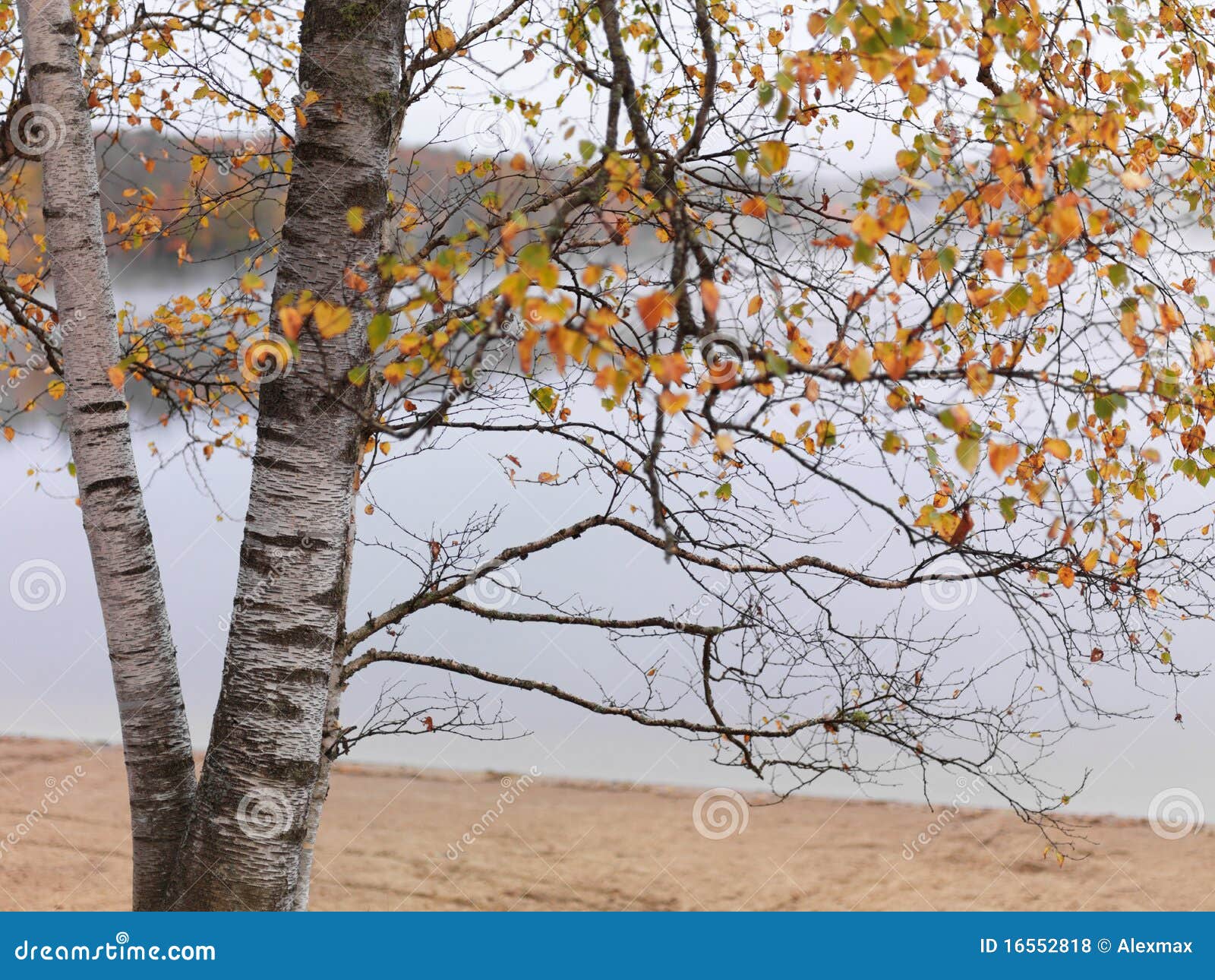 Birch Tree in Fall stock photo. Image of morning, scene - 16552818